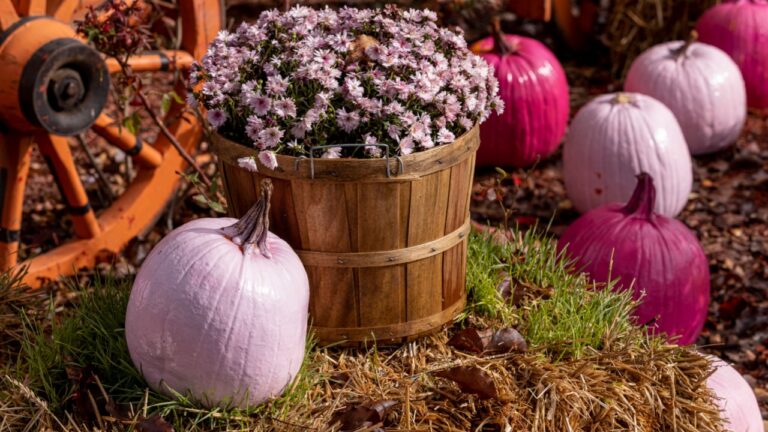 13 Pumpkin Colors And Their Meanings You Probably Didn't Know