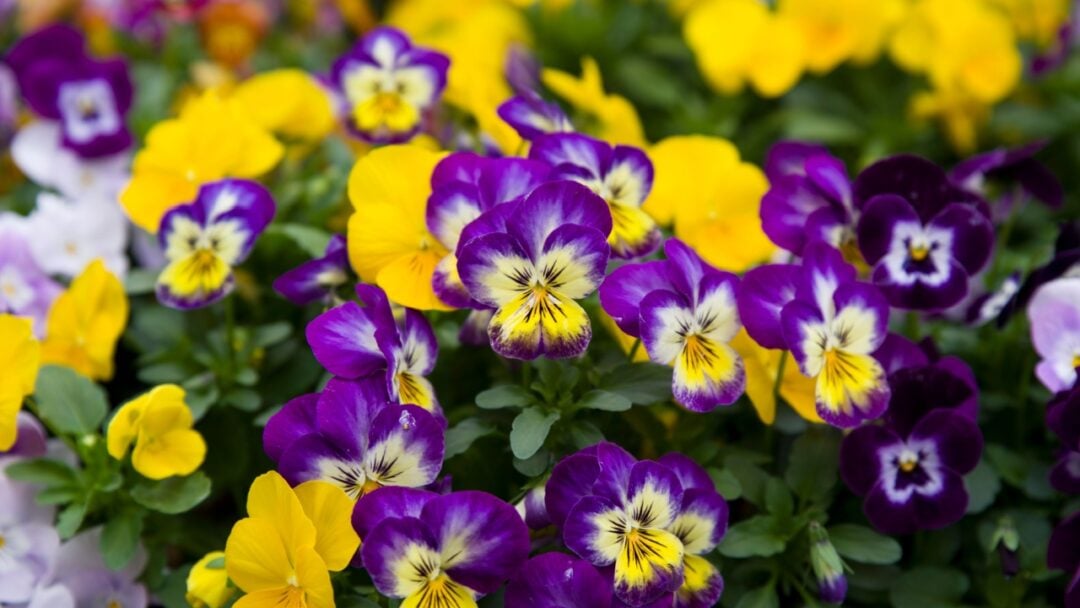 22 Beginner Friendly Flowers Worth Trying This Season
