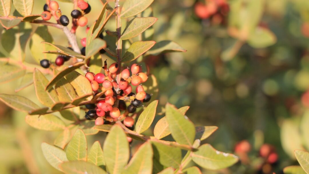 12 Bushes That Turn A Stunning Red In Fall