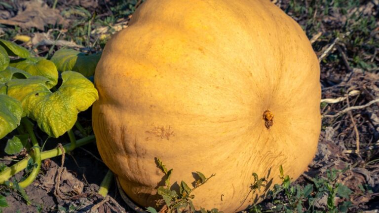 13 Pumpkin Colors And Their Meanings You Probably Didn't Know