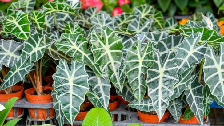 20 Fun And Unique Indoor Plants To Add To Your Collection