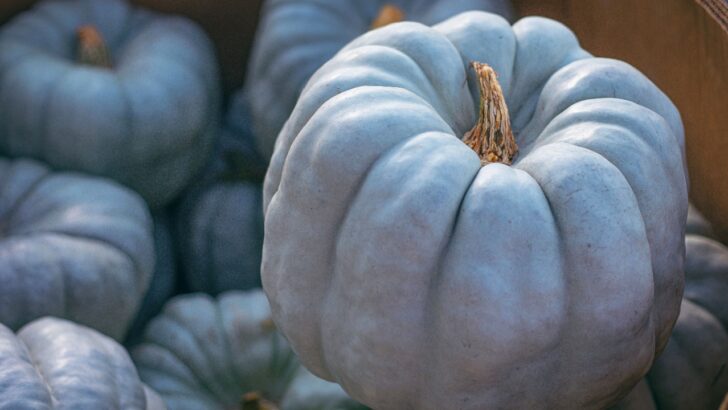 13 Pumpkin Colors And Their Meanings You Probably Didn't Know