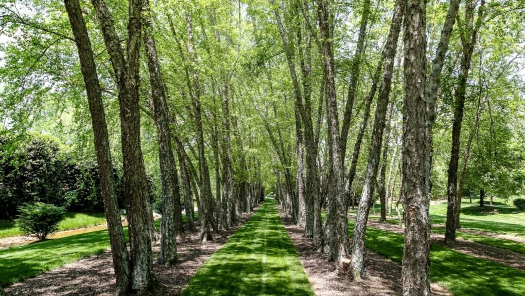 What Birth Month Tree Fits Your Yard?