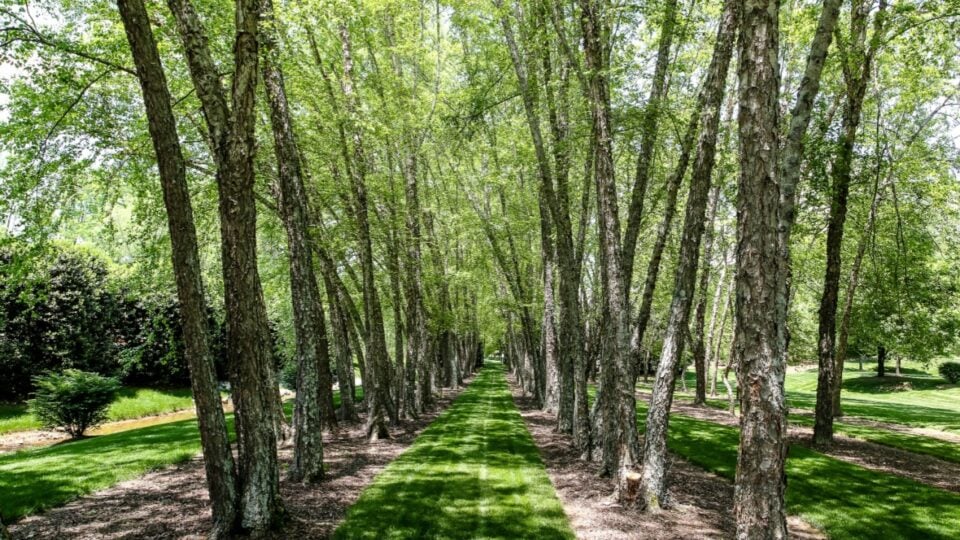 What Birth Month Tree Fits Your Yard?