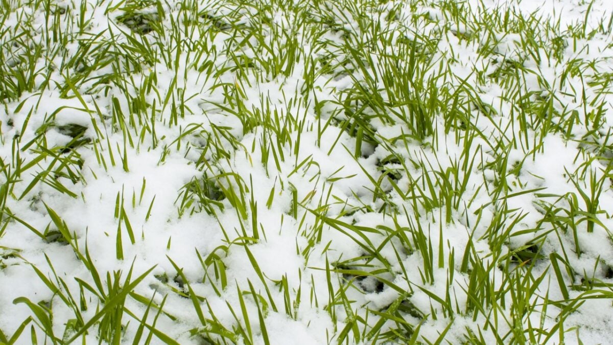 16 Best Winter Cover Crops To Boost Your Soil's Vitality