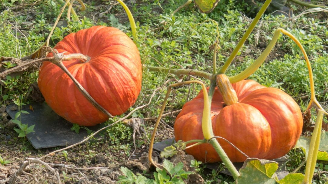 13 Pumpkin Colors And Their Meanings You Probably Didn't Know