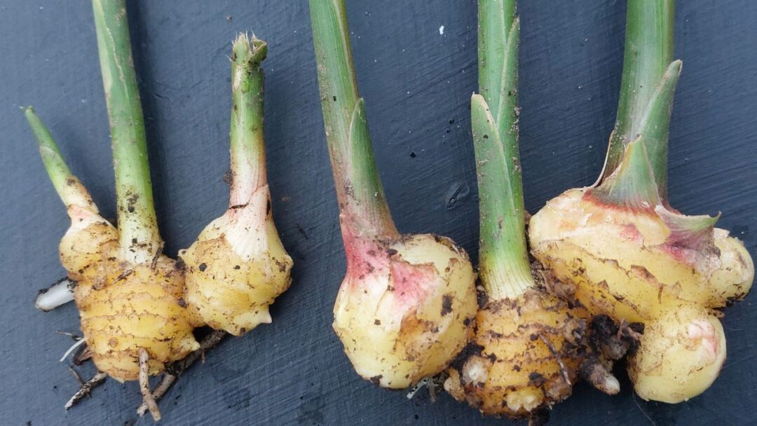 10 Steps To Growing Ginger Indoors For A Never-Ending Supply