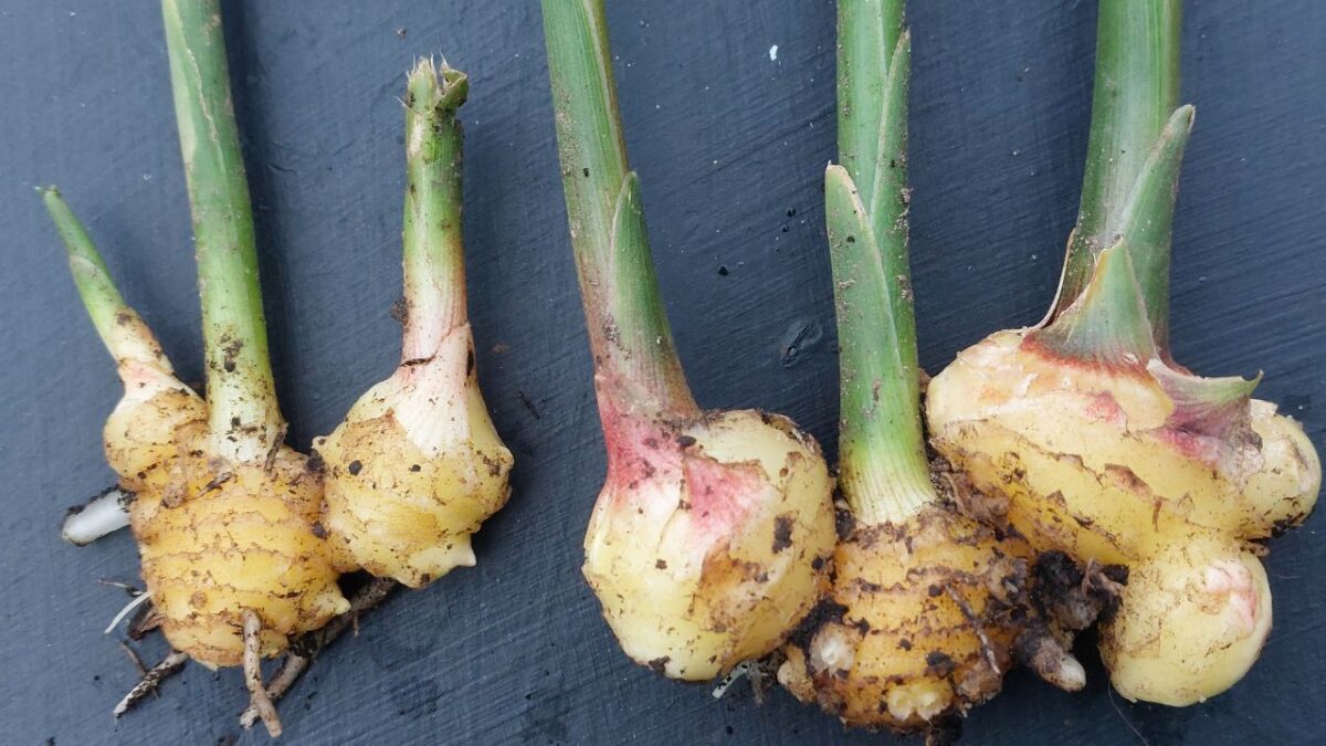 10 Steps To Growing Ginger Indoors For A Never-Ending Supply