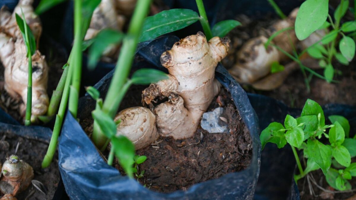 10 Steps To Growing Ginger Indoors For A Never-Ending Supply