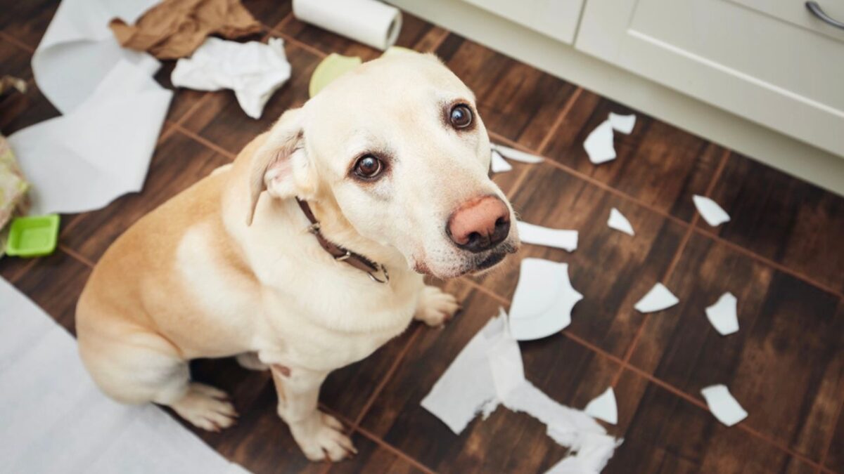 10 Reasons A Dog Suddenly Becomes Destructive