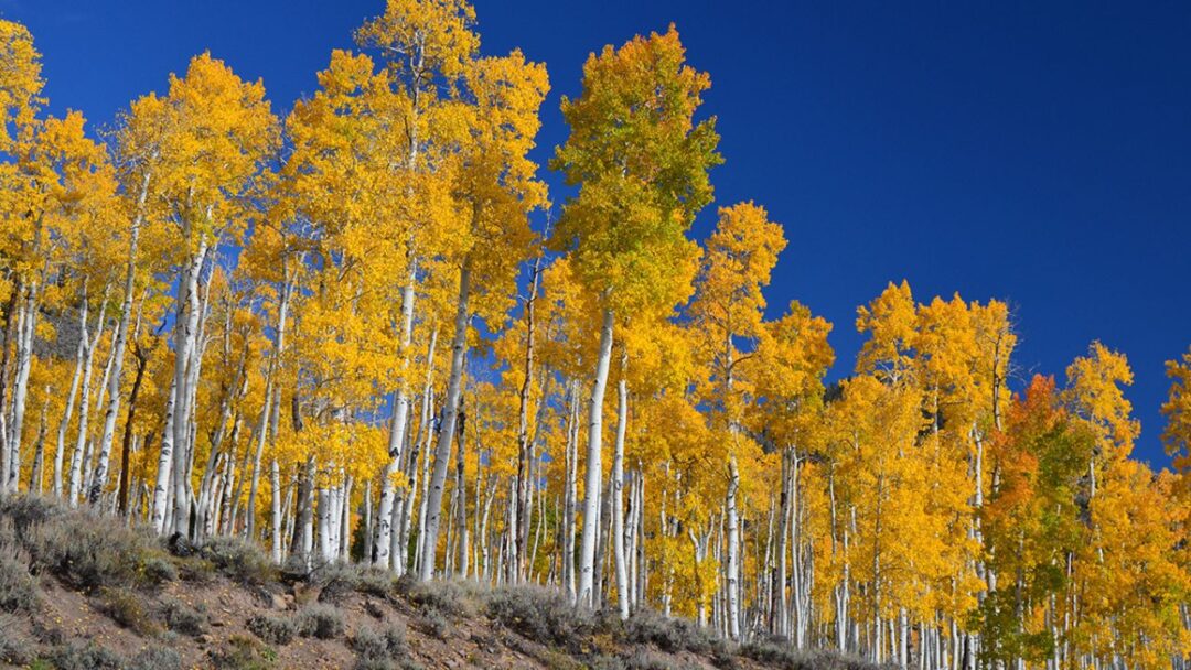 11 Cool Facts About Tree Roots And All They Do