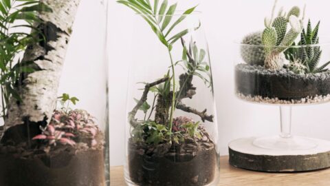 15 Creative And Fun DIY Terrariums