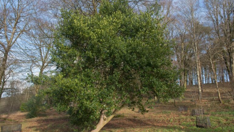 What Birth Month Tree Fits Your Yard?