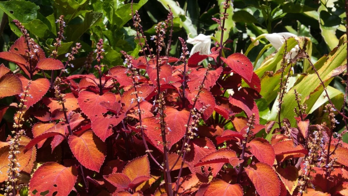 15 Plants With Stunning Orange Foliage