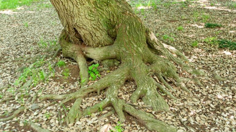 11 Cool Facts About Tree Roots And All They Do