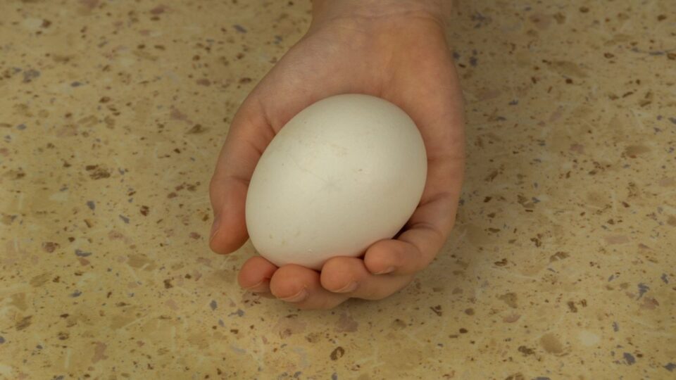 The Surprising Cost Of Eggs By Decade: Starting In 1980