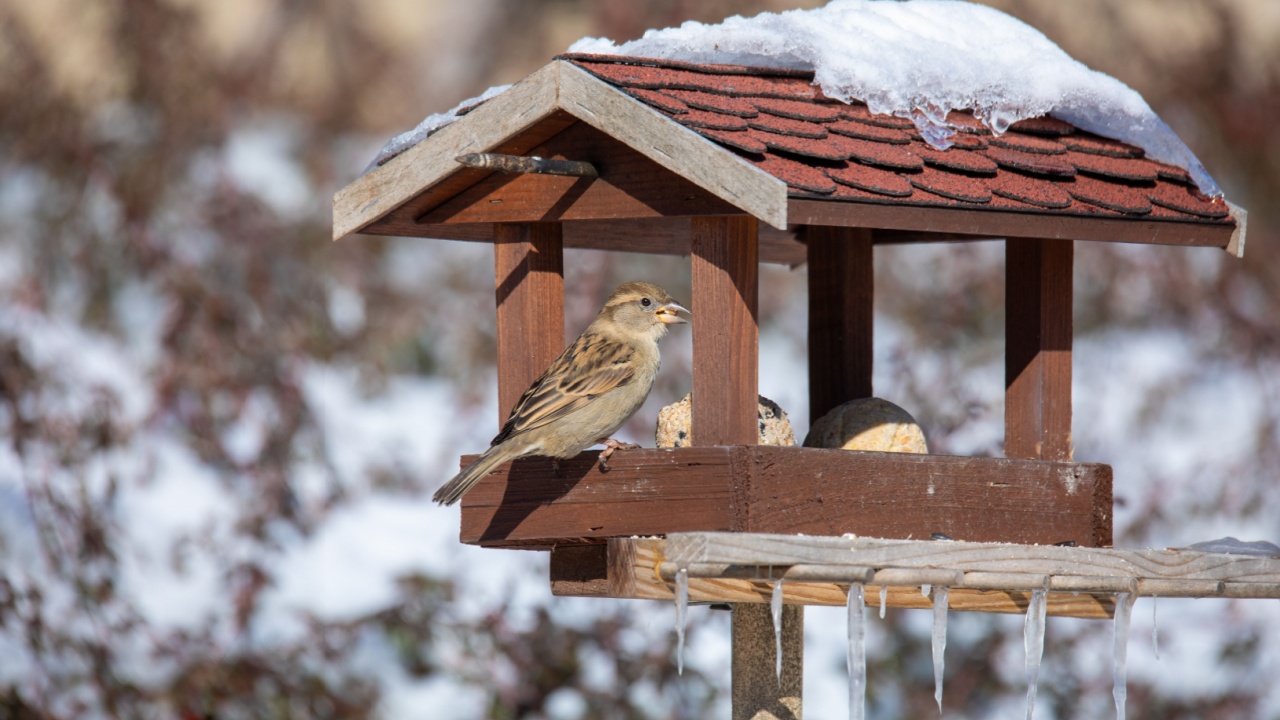 Keep These Cheap Bird Suets Out Of The Yard