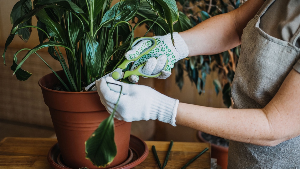 Reasons Your Peace Lily Is Drooping (And How To Fix It)