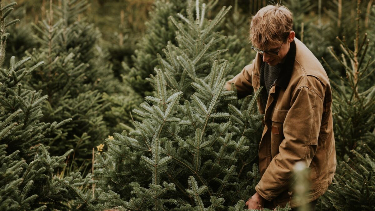What Birth Month Tree Fits Your Yard?