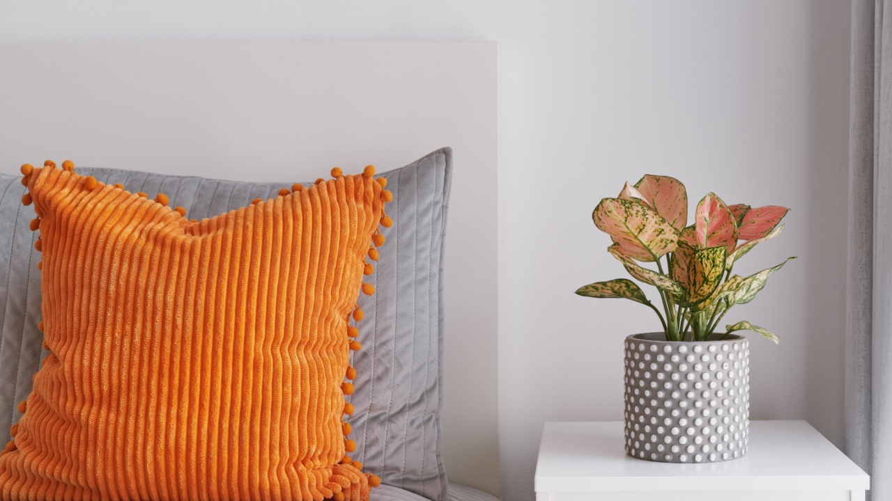 Add A Touch Of Pink: 5 Fun Houseplants To Grow