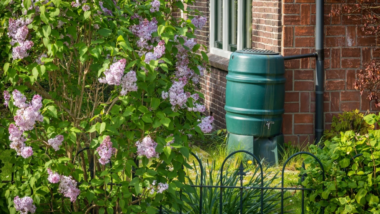 Are Rain Barrels Breaking The Law? Here’s Where Collecting Rainwater ...