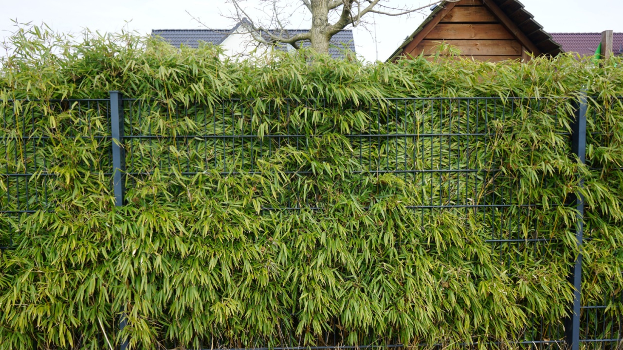 6 Plants For The Yard That Lead To Regret