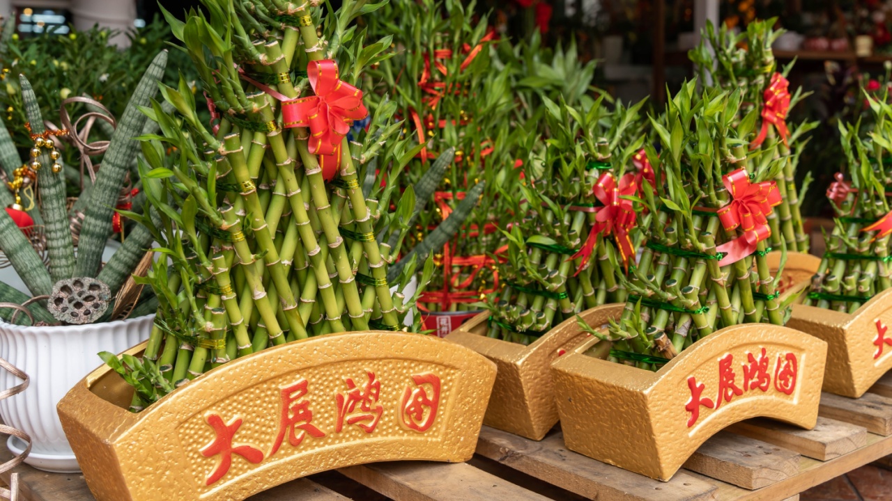 5 Plants That Welcome Luck, Wealth & Renewal For The Lunar New Year