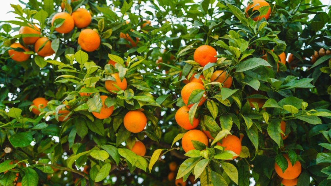12 Dwarf Fruit Trees Perfect For Small Spaces, Patios, And Indoors