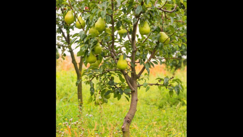 12 Dwarf Fruit Trees Perfect For Small Spaces, Patios, And Indoors