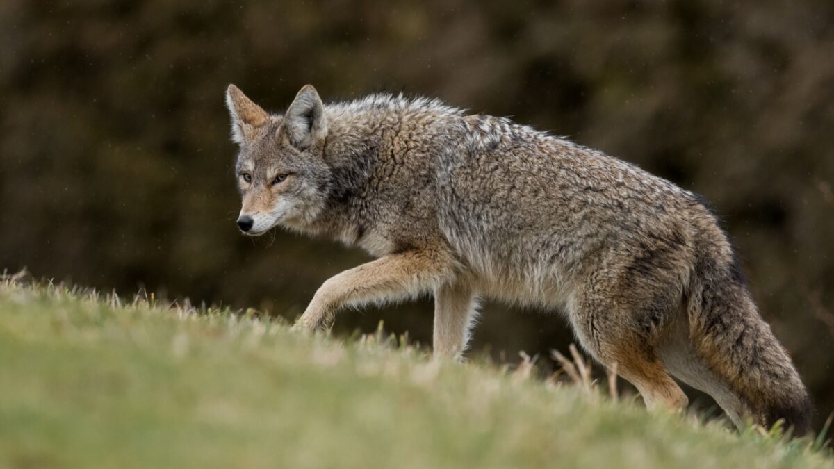 12 Tips To Get Coyotes Out Of The Yard For Good