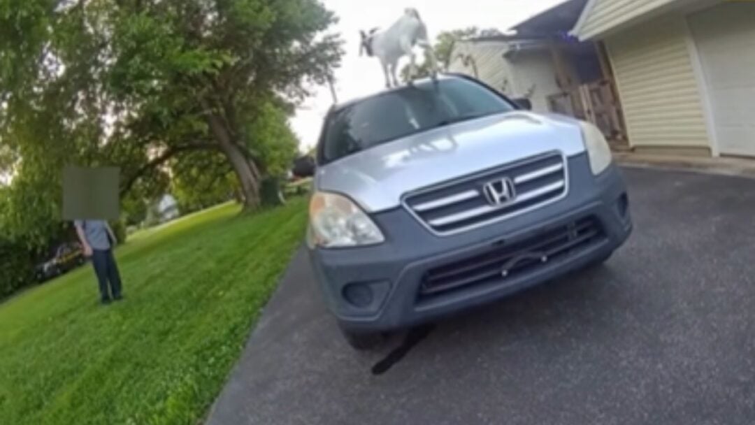 Runaway Goats Wander Into Ohio Backyard, And One Escapes From SUV Roof